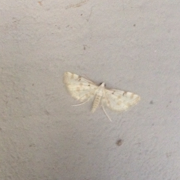 Rice Caseworm | Project Noah