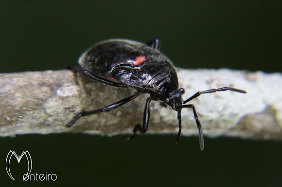 Stink bug nymph | Project Noah