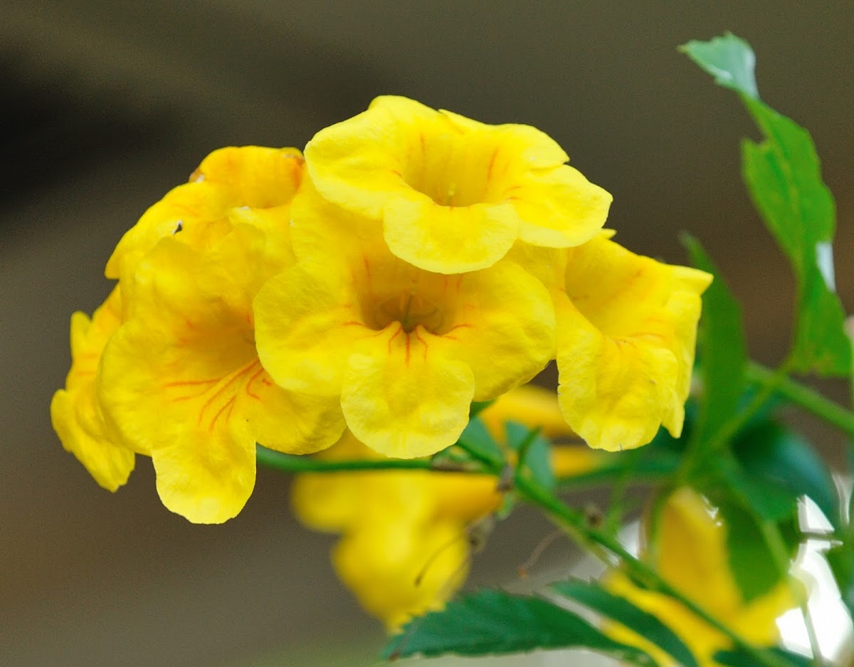 esperanza or yellow elder | Project Noah