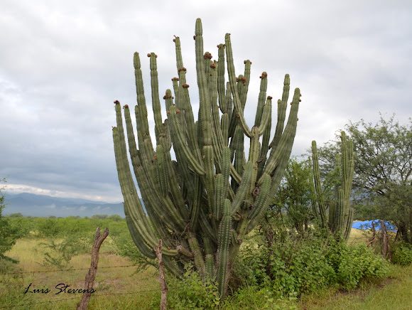 Pitayo | Project Noah