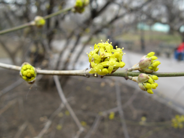 Cornelian Cherry | Project Noah