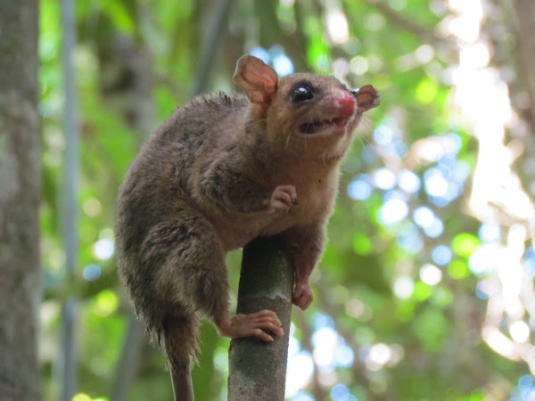 Long-furred woolly mouse opossum | Project Noah