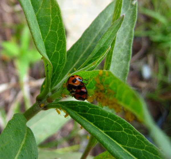 Australian lady beetles (mating) | Project Noah