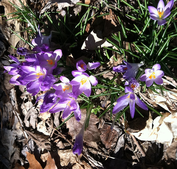 Crocus? | Project Noah