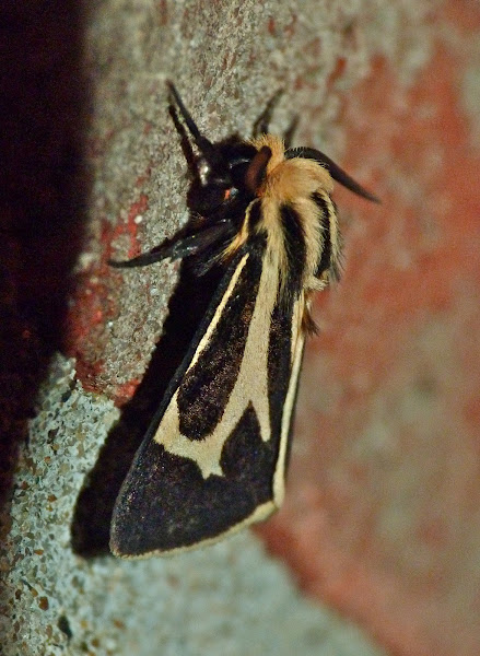 Banded tiger moth (male) | Project Noah