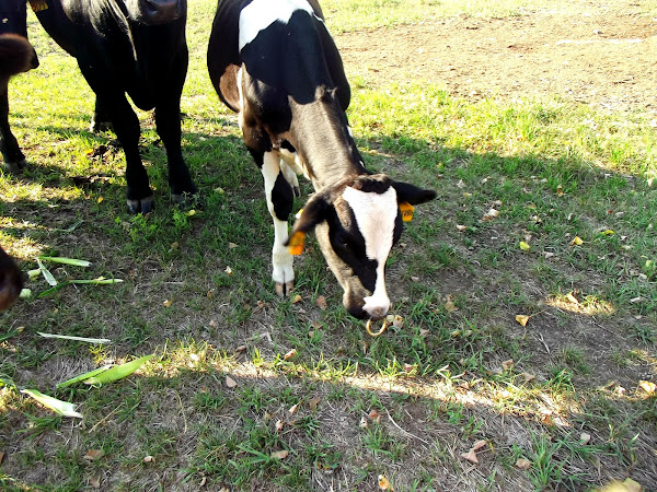 Bull (cattle) | Project Noah