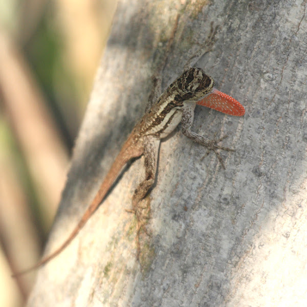 Anole | Project Noah