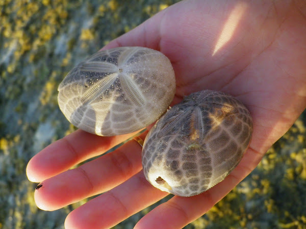 Starfish | Project Noah