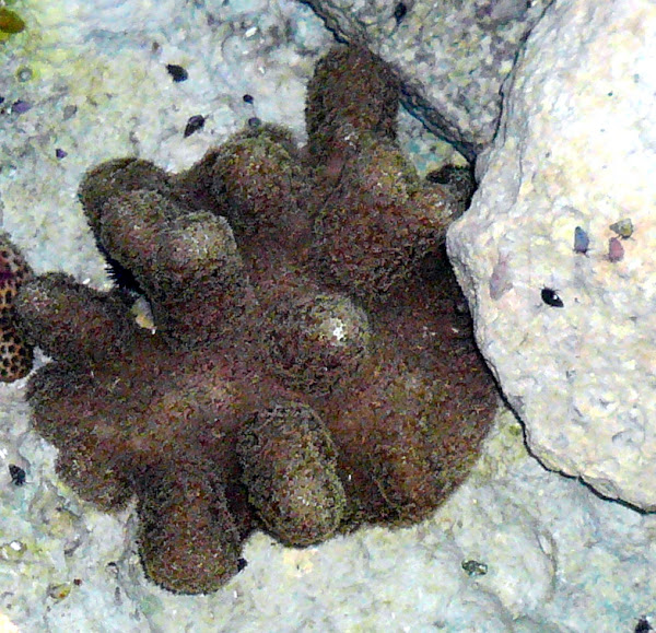 Club finger coral | Project Noah