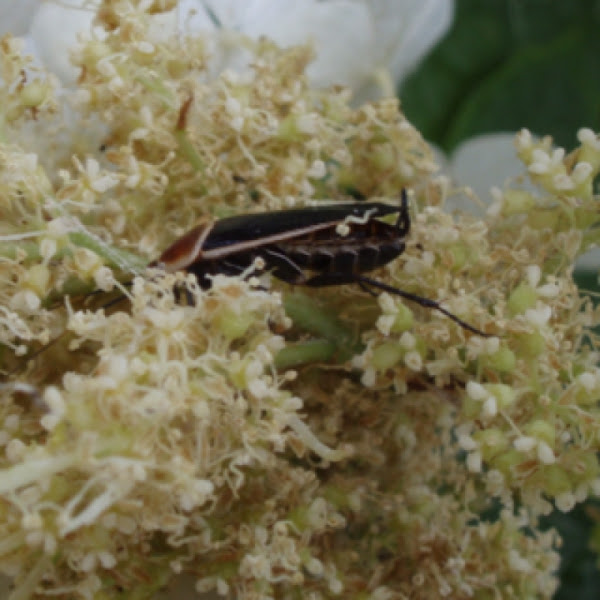 Pale-bordered Field Cockroach | Project Noah