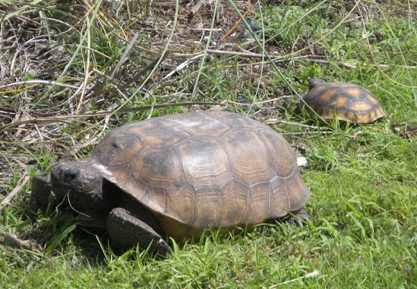 Gopher Tortoise | Project Noah