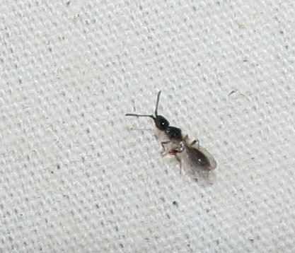 Diapriid wasp | Project Noah
