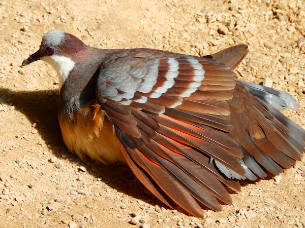 Luzon Bleeding Heart | Project Noah