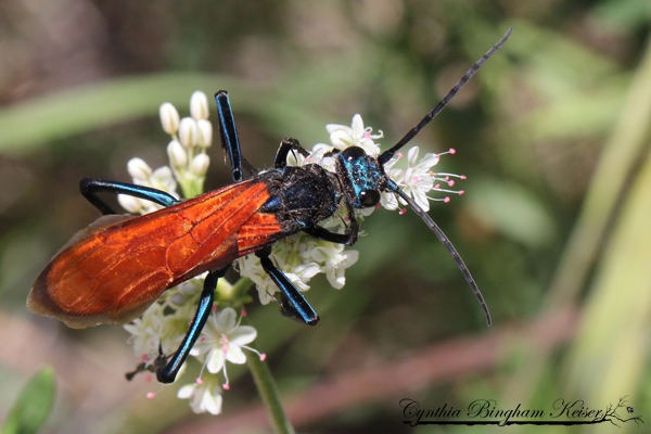 Tarantula Hawk | Project Noah