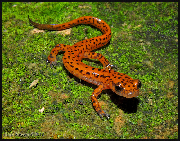Cave Salamander