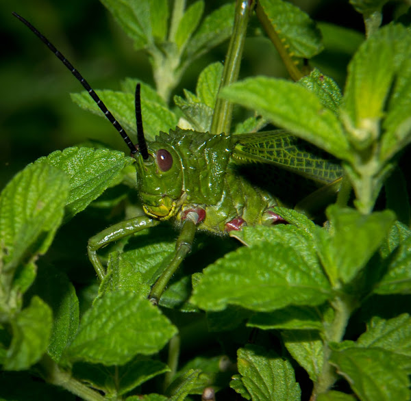 Green Milkweed Locust | Project Noah