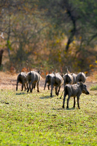 Warthog | Project Noah