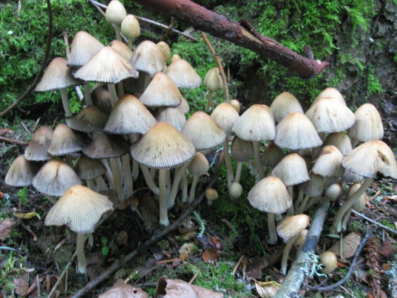 Common Ink Cap | Project Noah