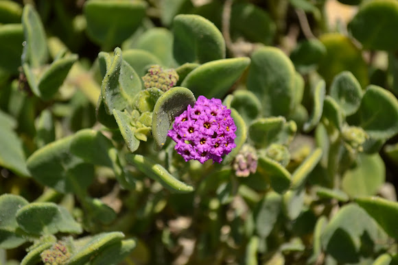 Red Sand Verbena | Project Noah