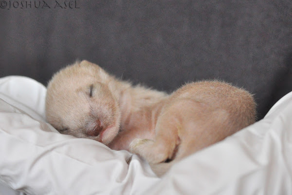 Baby Long-tailed Weasel | Project Noah