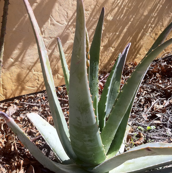 Aloe vera | Project Noah
