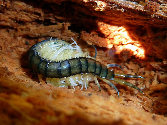Florida Blue Centipede | Project Noah