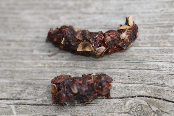 mink droppings | Project Noah