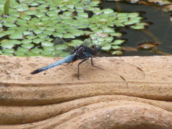 Blue Marsh Hawk (male) | Project Noah
