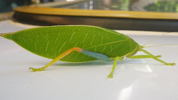 True Leaf Katydid | Project Noah