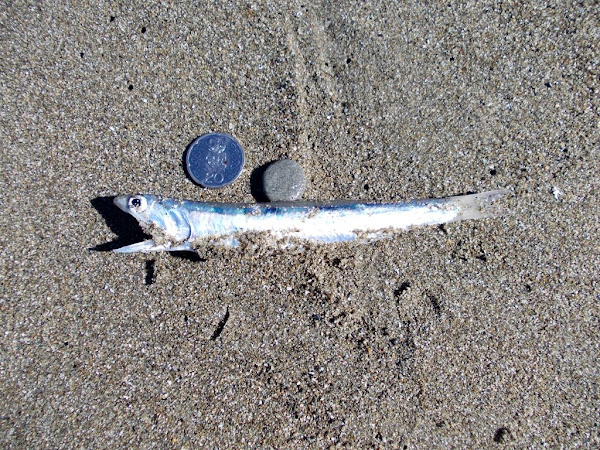 Northern anchovy | Project Noah