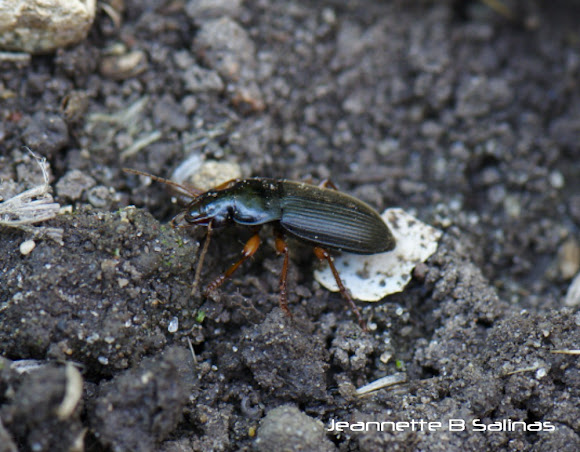 Ground beetle | Project Noah