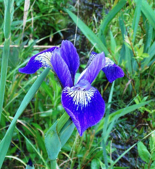Wild Blue Flag Iris | Project Noah