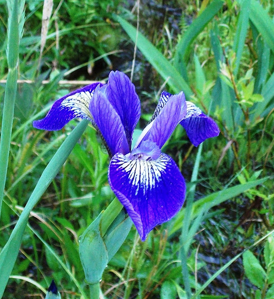 Wild Blue Flag Iris | Project Noah