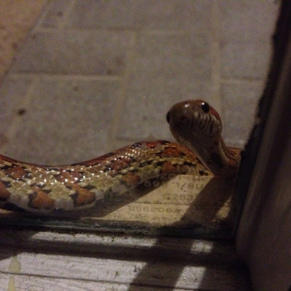 Corn snake | Project Noah