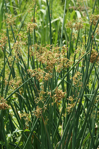 Great Bulrush | Project Noah