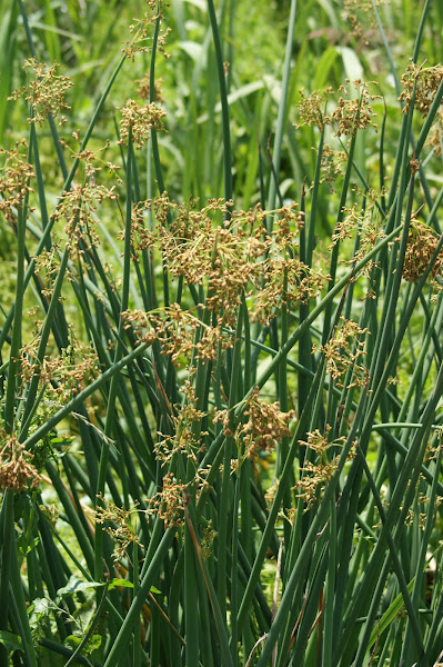 Great Bulrush | Project Noah