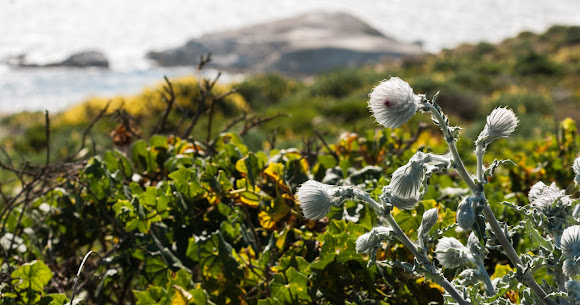 Cobweb thistle | Project Noah