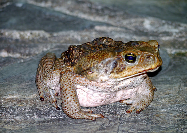 Cane toad | Project Noah