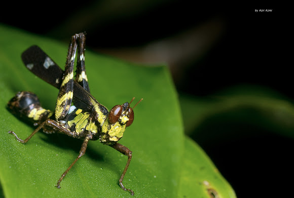 Monkey Grasshopper | Project Noah