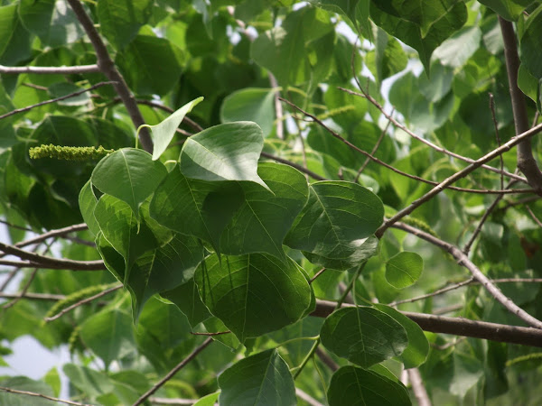 Chinese Tallow | Project Noah