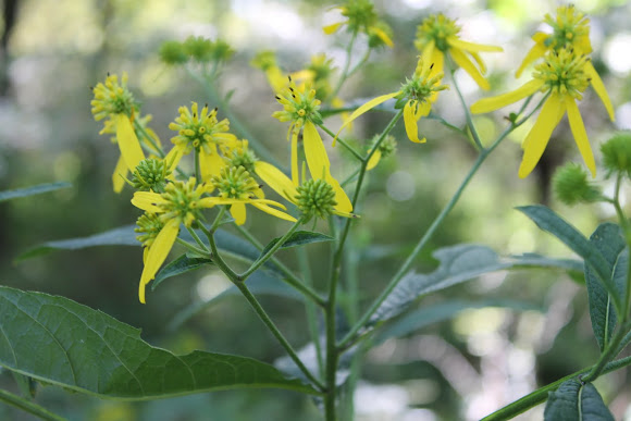 wingstem, yellow ironweed | Project Noah
