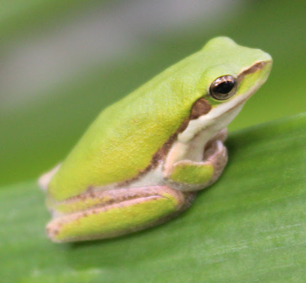 Eastern Dwarf Tree Frog | Project Noah