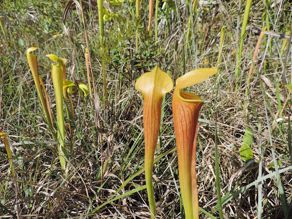 Yellow-winged or Pale Pitcher Plant | Project Noah