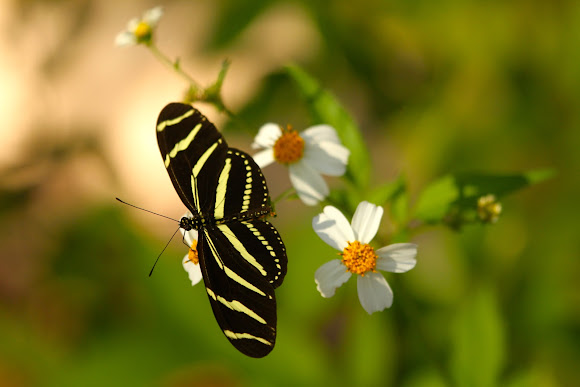 Zebra Longwings | Project Noah