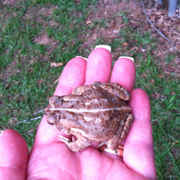 Fowler's toad | Project Noah