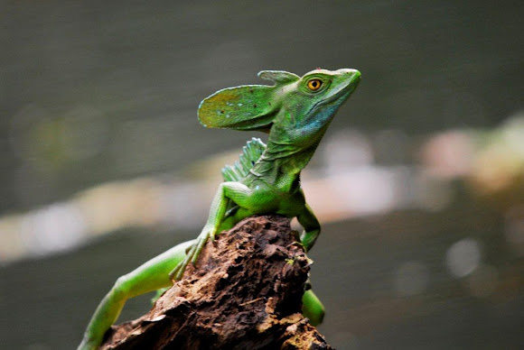 Jesus Christ Lizard Habitat