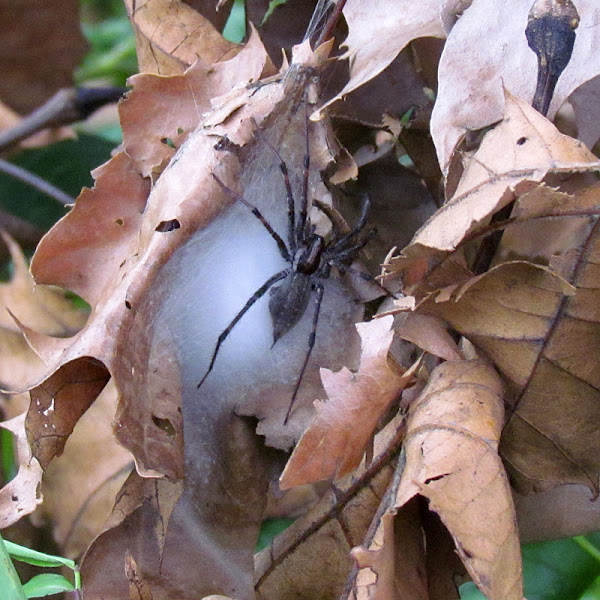 Grass Spider | Project Noah