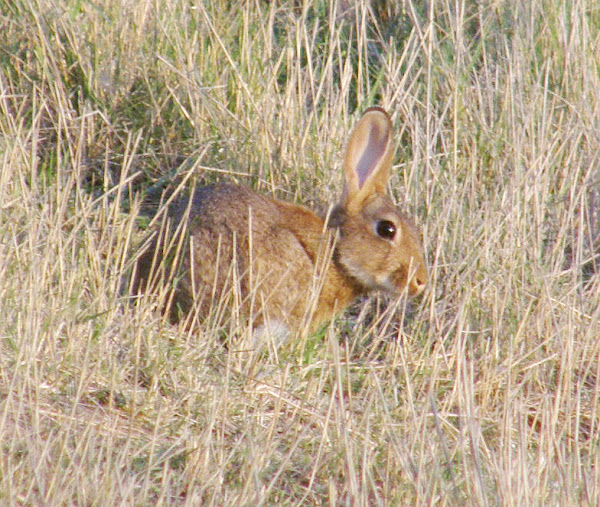 European Rabbit | Project Noah