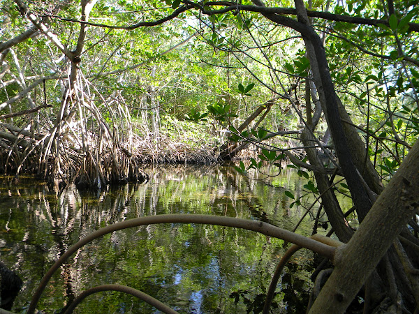 mangle rojo - red mangrove | Project Noah