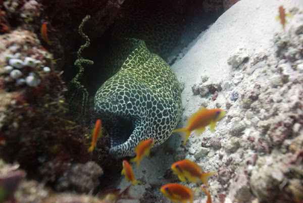 Laced Moray Eel | Project Noah